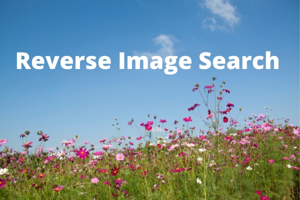 Reverse Image Search: How to Find Image Source for Free - MiniTool ...