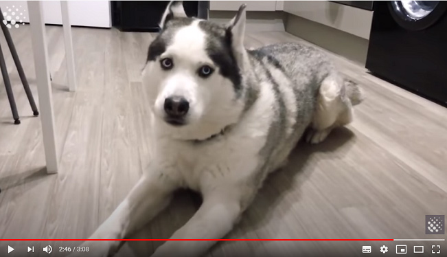 Talking Dog Video – How to Make a Talking Dog Video by Yourself